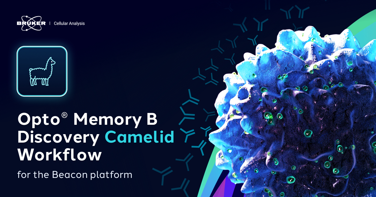 Opto® Memory B Discovery Camelid: Discover Heavy Chain Antibodies ...